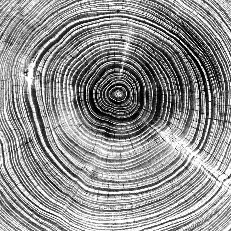 Tree Rings Black And White