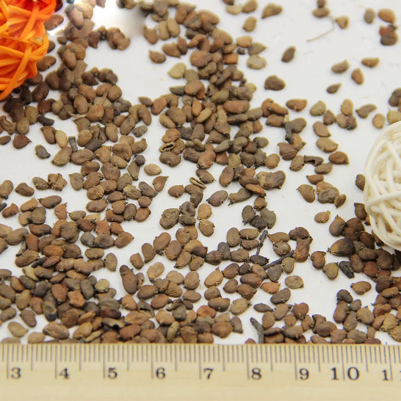 120Pcs Cotinus Coggygria Smoke Tree Seeds - Pure Bonsai