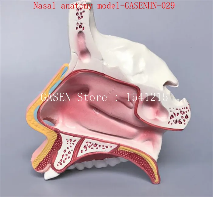 Department of ENT Nose model internal structure Facial anatomy model ...