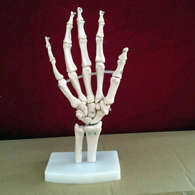 Skeleton Left Hand Palm