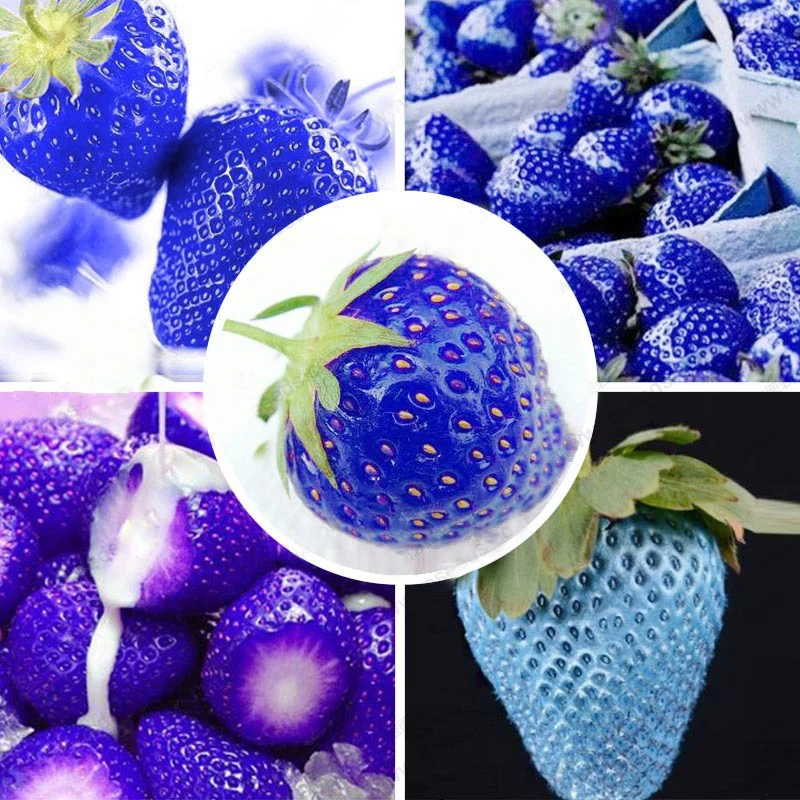 Hot 200 PCS Rare Blue Strawberry Seeds Fruits and Vegetables Balcony ...