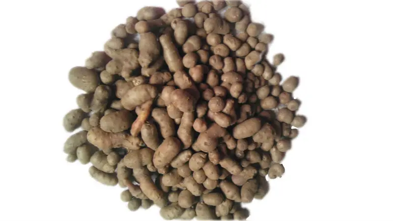 Yam-seed.jpg