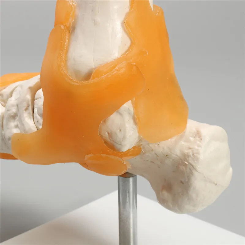 Human 1:1 Skeleton Ligament Foot Ankle Joint Anatomi cal Anatomy ...