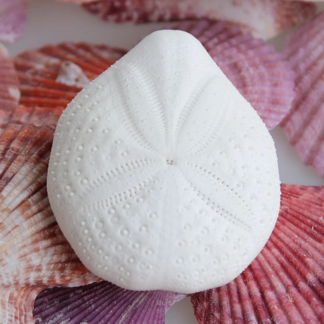 White Sea Urchin Shell