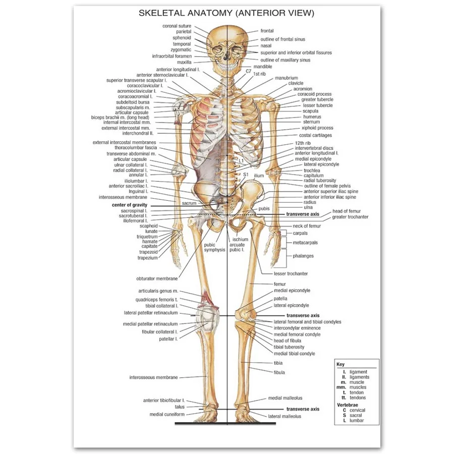 B477 Human Body Structure Anatomy Information Top A4 Art Silk Poster ...