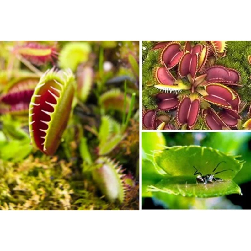 Insectivorous seed Garden Plant Seeds Bonsai Family Potted Giant Clip ...