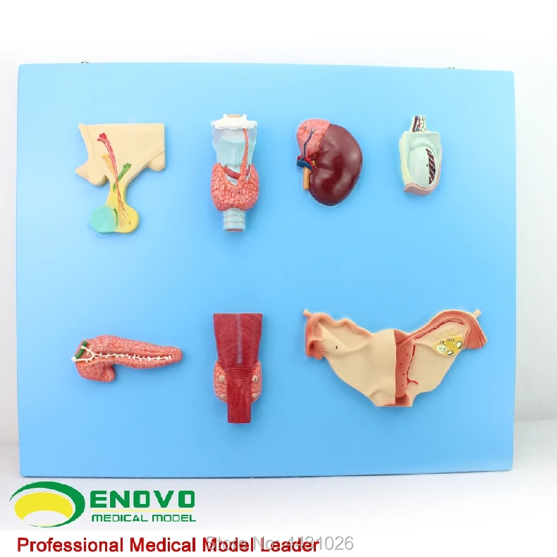ENOVO Human endocrine system model endocrine gland human anatomy system ...