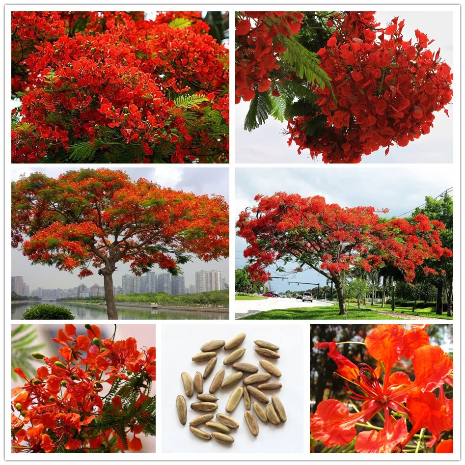 Flamboyant Tree Bonsai