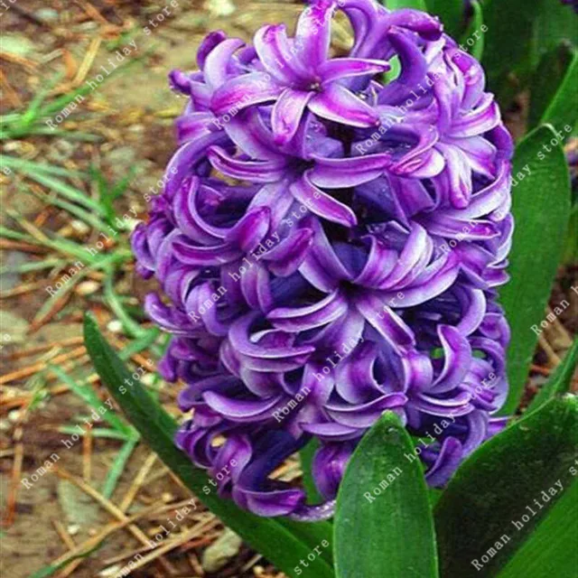 1pc Real Hippeastrum Bulbs, Amaryllis Bulbs – GreenSeedGarden