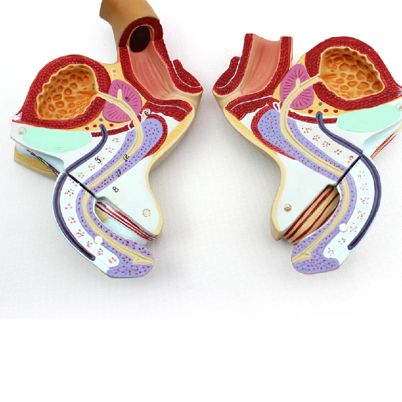 Medical Human Male Reproductive Organ Structure Model Genitourinary ...