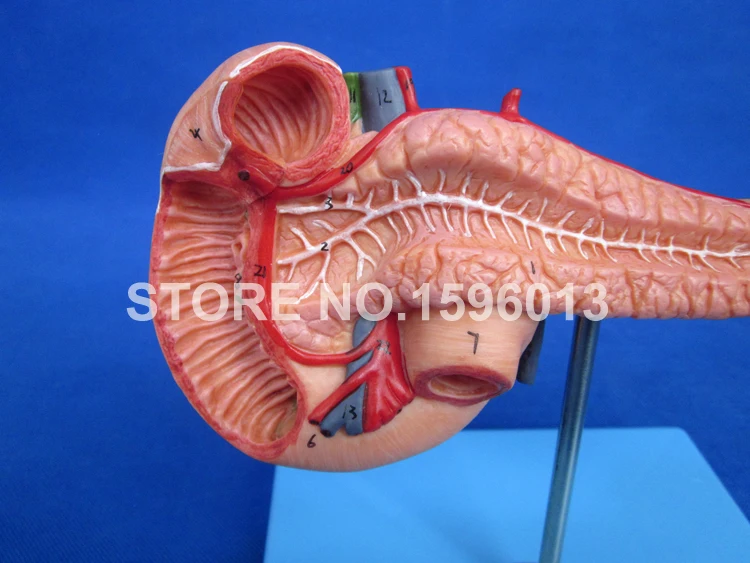 Spleen And Pancreas