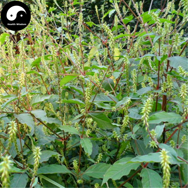 Buy Medicinal Cyathula officinalis Herb Semente 400pcs Plant Cyathulae ...