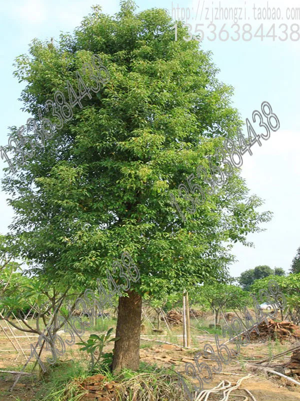 Big blatt kampfer kampfer seed ökologie immergrüne pflanze laub ...