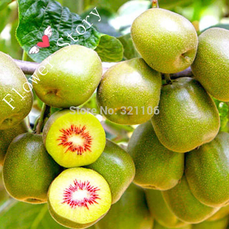 100 Red Heart Kiwi Fruit Seeds Rare, Rich in VC ,Good Taste,DIY Home ...