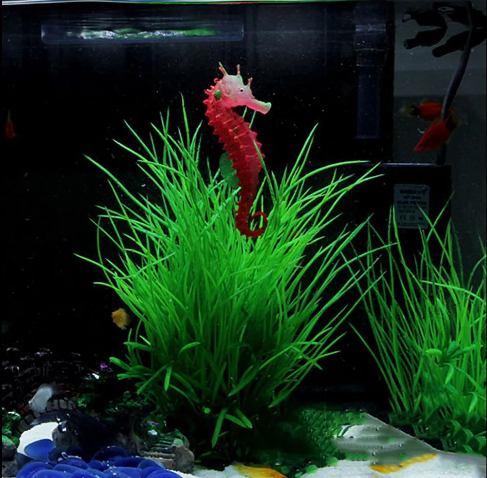 Freshwater Aquarium Seahorse