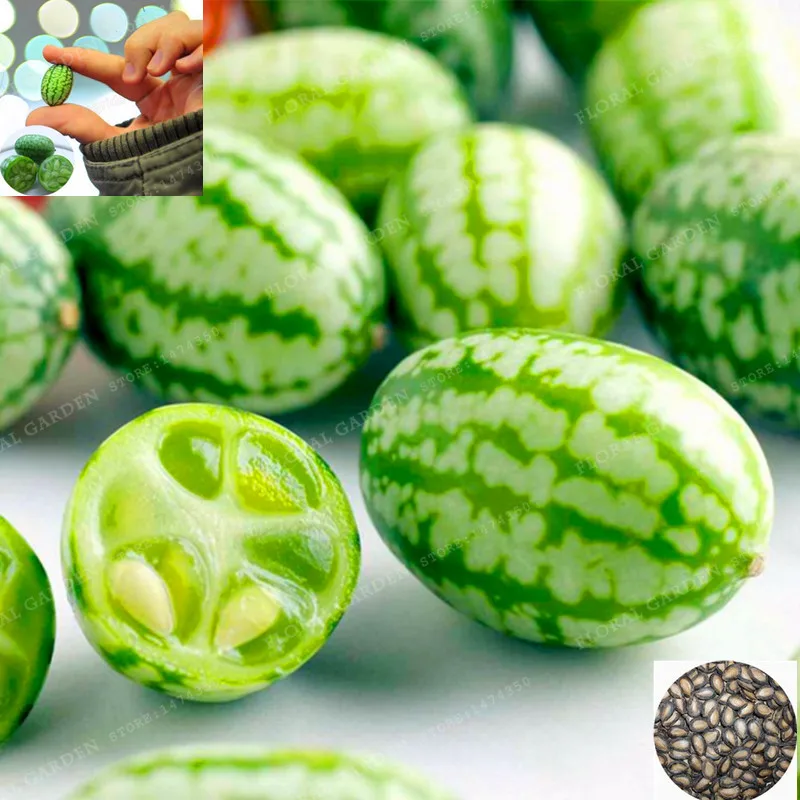 30 pcs Finger Watermelon bonsai Mini Watermelon Rare Delicious Fruit ...