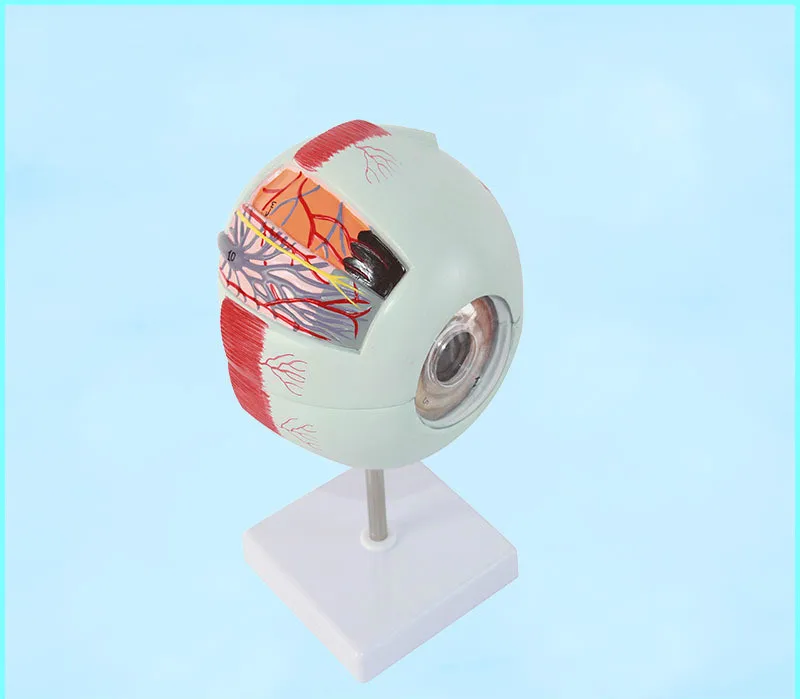 Enlarge-6x-Life-size-Plastic-Human-Eye-Model-Anatomy-In-6-parts ...