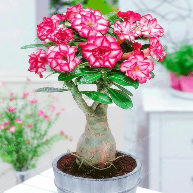 Desert Rose Bonsai Potted Flowers Bonsai Adenium Obesum Indoor Bonsai ...