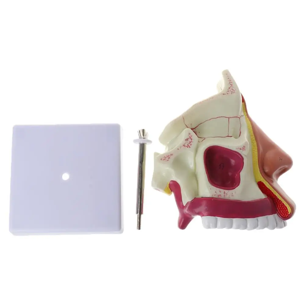Human Nasal Cavity Anatomy Model Medical Nose Cavity Structure For ...