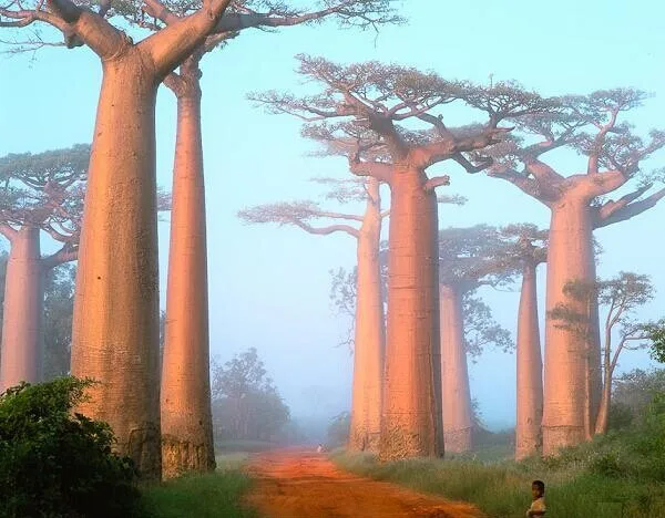 Outdoor & Gardening Seeds & Seed Bombs Home & Living Adansonia Digitata ...