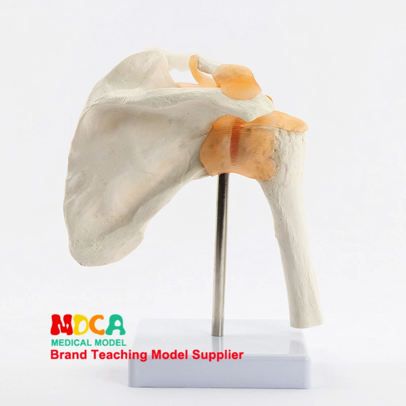 Functional-Anatomical-Life-Size-Flexible-Human-Skeleton-Shoulder-with ...