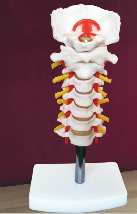 cervical vertebra human cervical spine with neck artery occipital ...