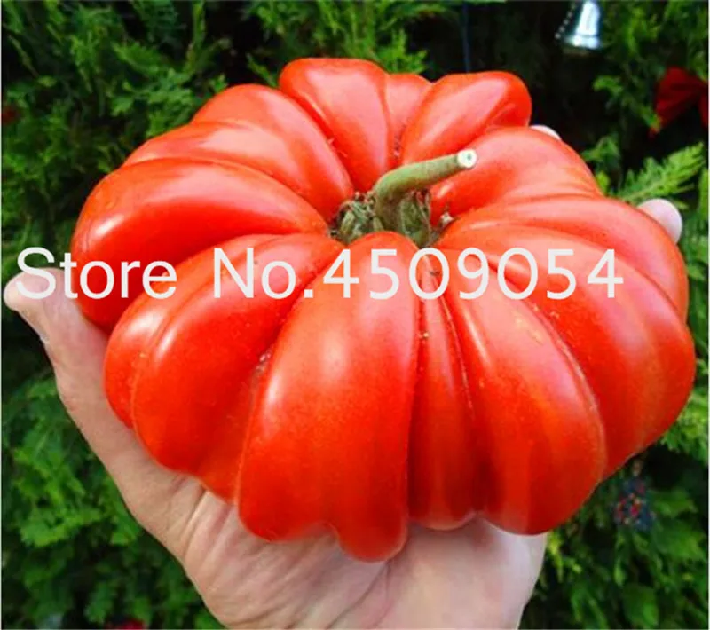 Bonsai 100 pcs Giant Tomato plants, Bonsai Vegetable Potted plants ...