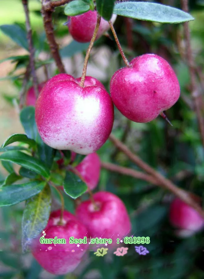 Very Rare Red Apple Berry Billardiera Longiflora Organic Fruit Seeds ...