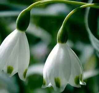 Snowdrop Flower Seeds, 20pcs/pack – GreenSeedGarden
