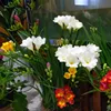 1 pcs Bulbs Rare White Freesia Freesia Flower Bulb – GreenSeedGarden
