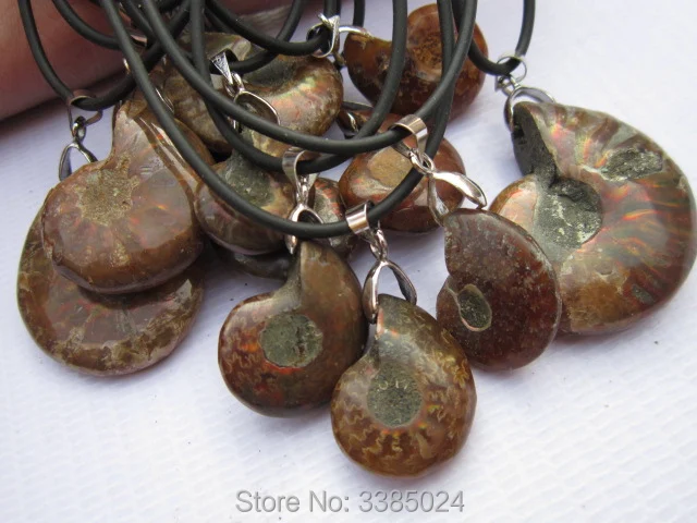 Natural Ammonite Shell|shell|shell natural - AliExpress