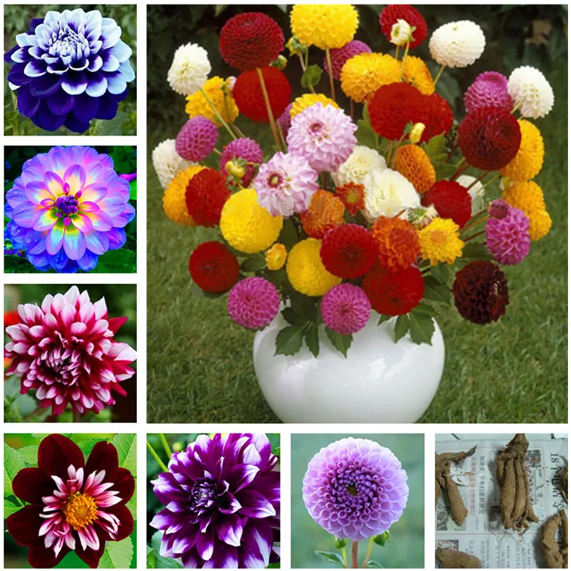 Online Buy Wholesale peony bulbs from China peony bulbs Wholesalers ...