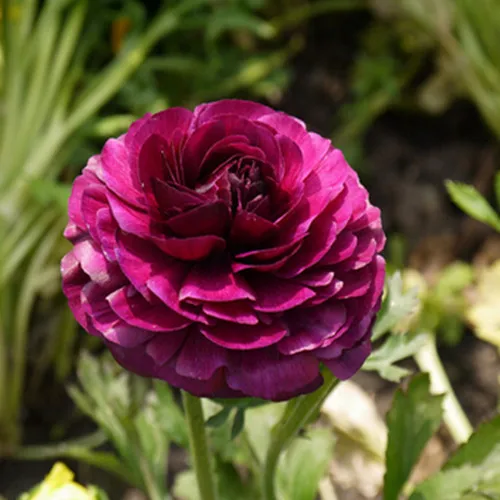 Multi-Color Ranunculus Asiaticus Flower Seeds, 100pcs/pack ...