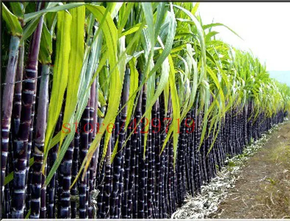 Black Sugar Cane