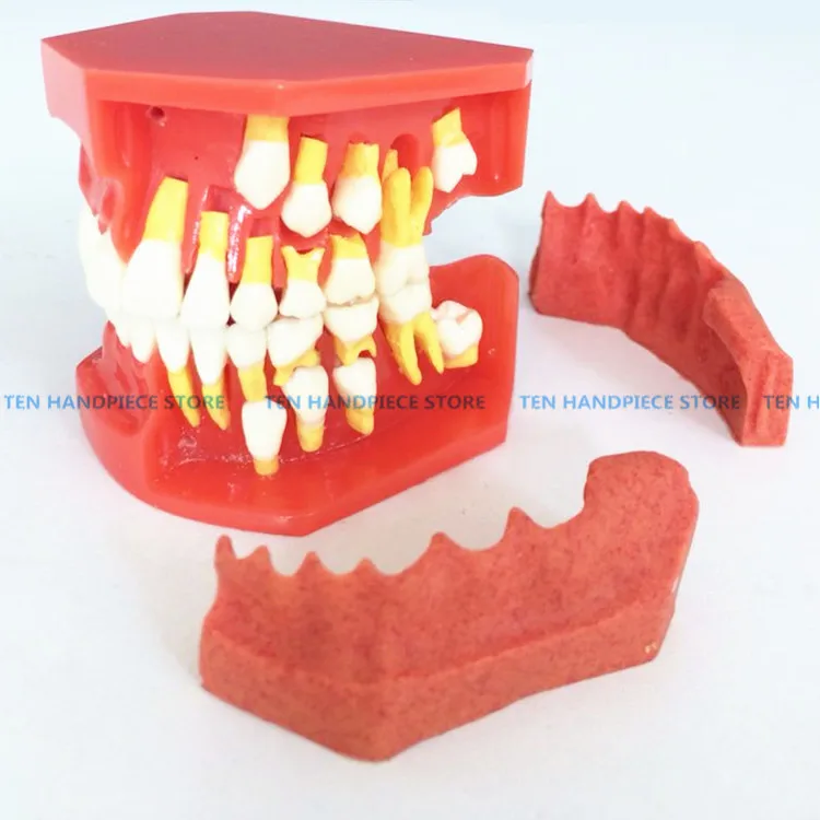 2018 good quality New Arrival Dental Tooth Teeth Anatomical Anatomy ...