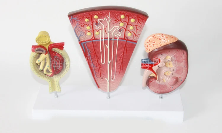 3 pcs and Urinary System nephron glomerular renal anatomy Model Kidney ...