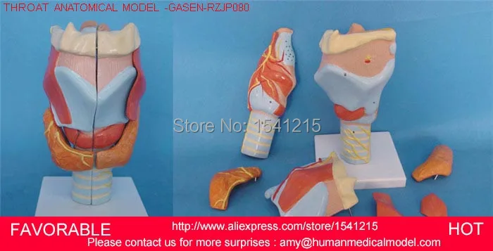 Human throat model,anatomical model Medical Science teaching supplies ...
