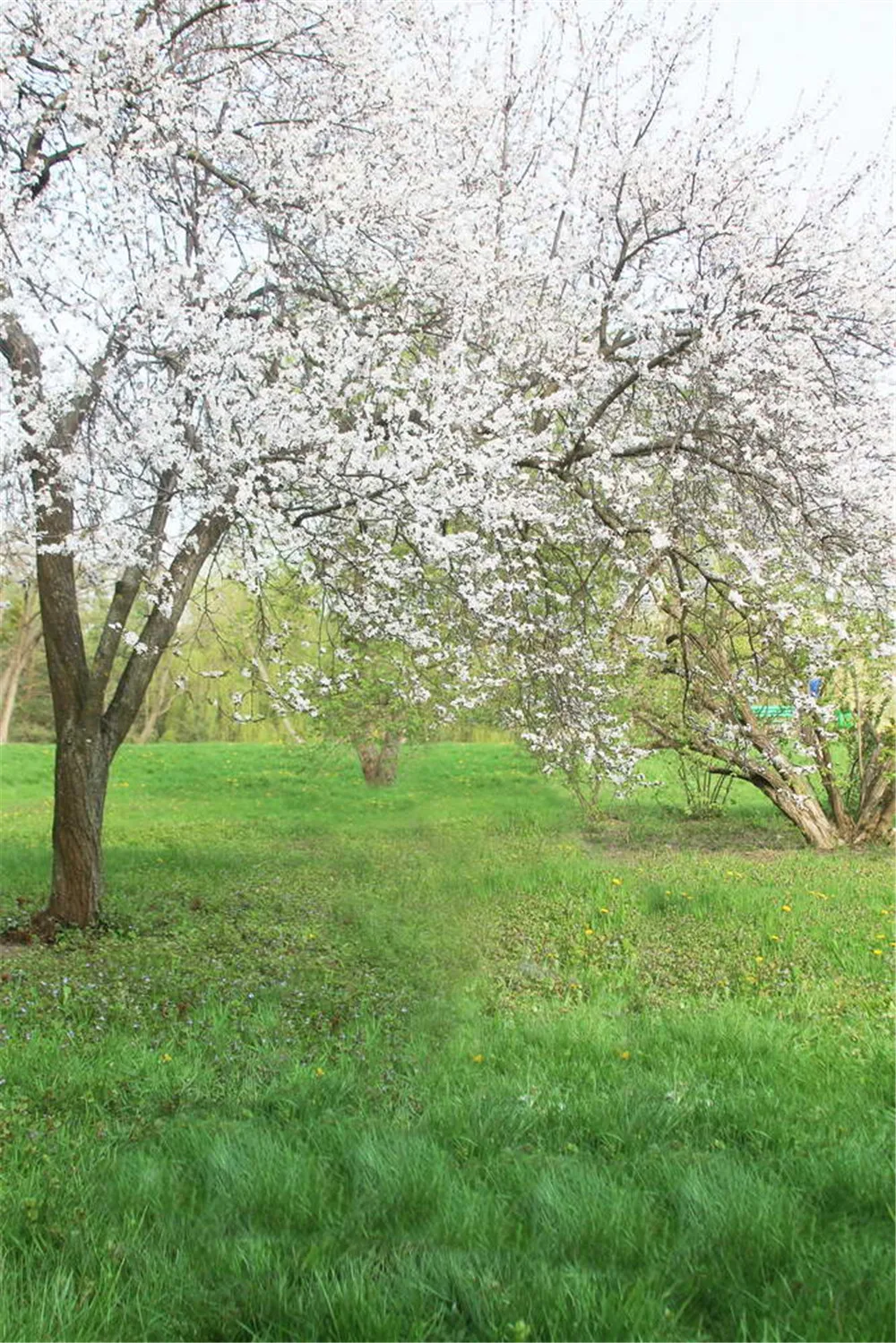 Outdoor Spring Scenic Photography Backdrops Digital Printed Pear Tree ...