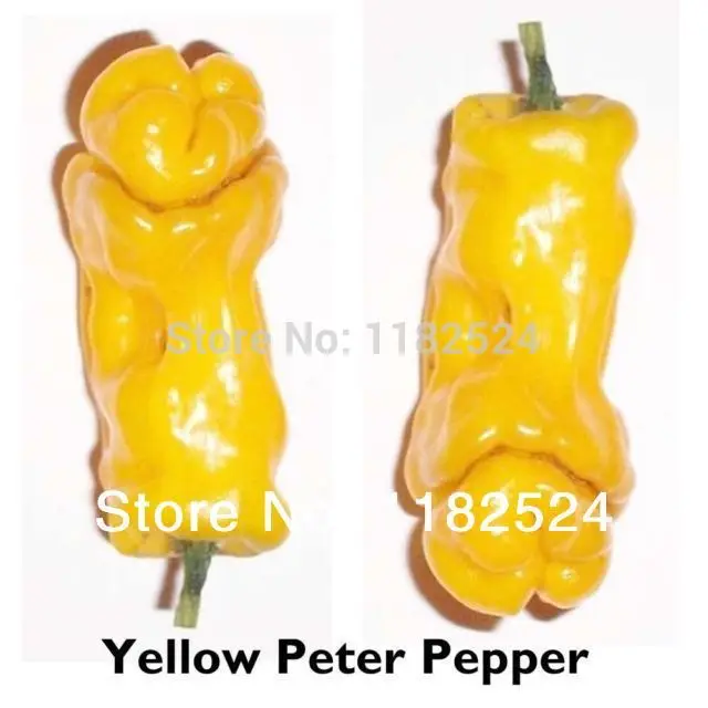 HOT CHILLI PEPPER Yellow Peter "Penis" Pepper Capsicum Annuum vegetable ...