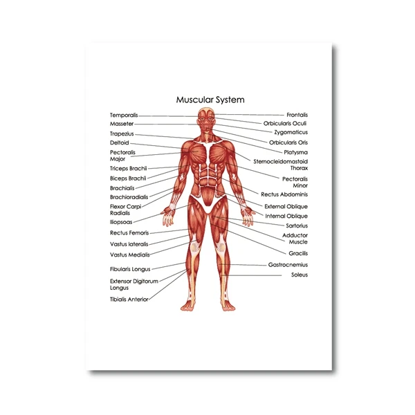 Muscular System Diagram Labeled