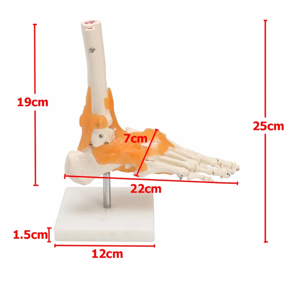 Human 1:1 Skeleton Ligament Foot Ankle Joint Anatomi cal Anatomy ...