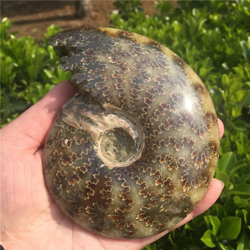 Natural Ammonite Fossil Specimen Ammolite Ocean Animal Snail Conch ...