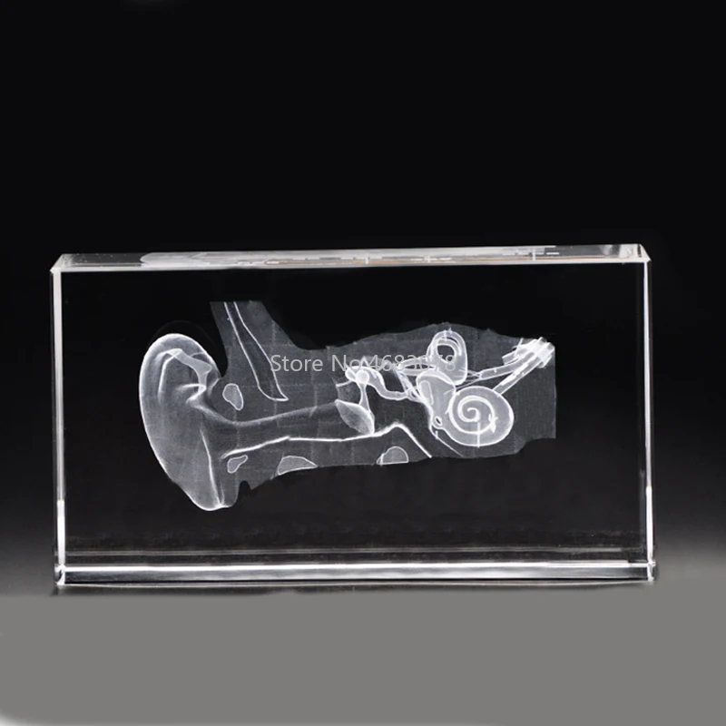 3D Stereoscopic crystal inner carving human ear Anatomical model for ...