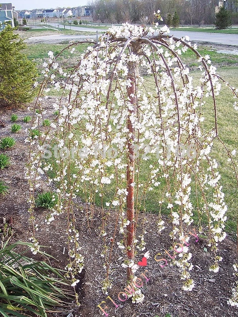 Dwarf Snow Fountain Weeping Cherry Tree
