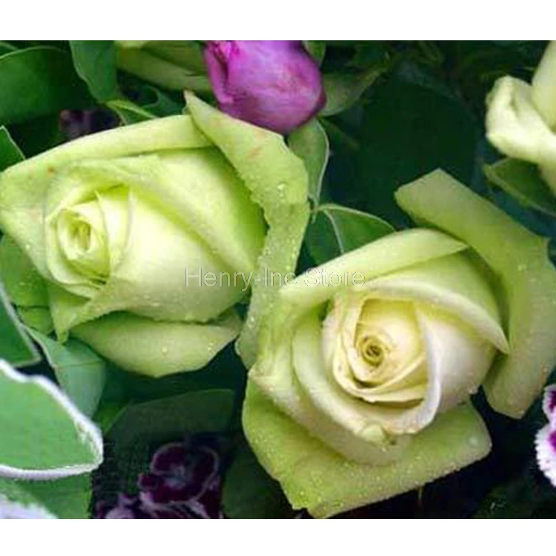 Most Beautiful Images Of Green Roses