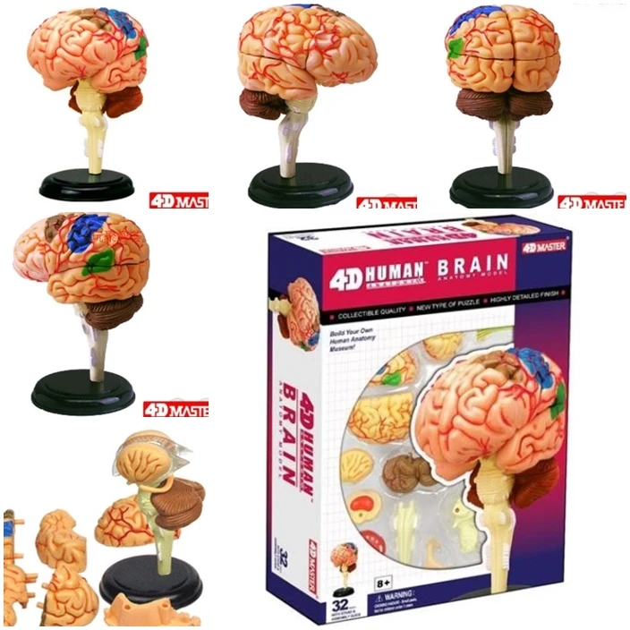 4D master Human brain model structure assembled Anatomy dimensional ...