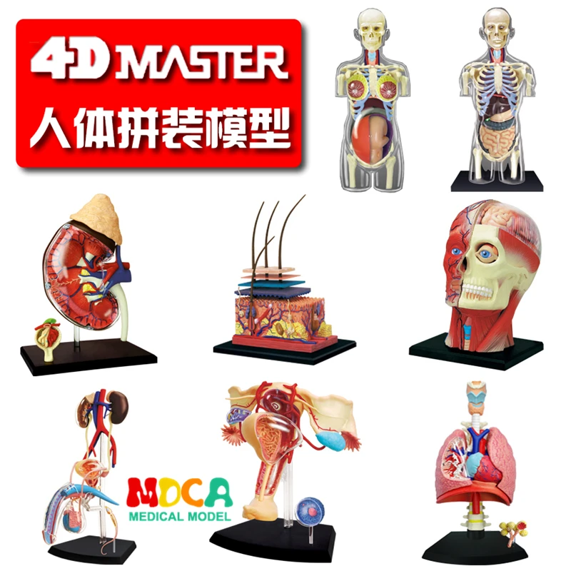 4D Science Assemble Blocks Human Body Zombie Skeleton Lung mkd3 Skin ...