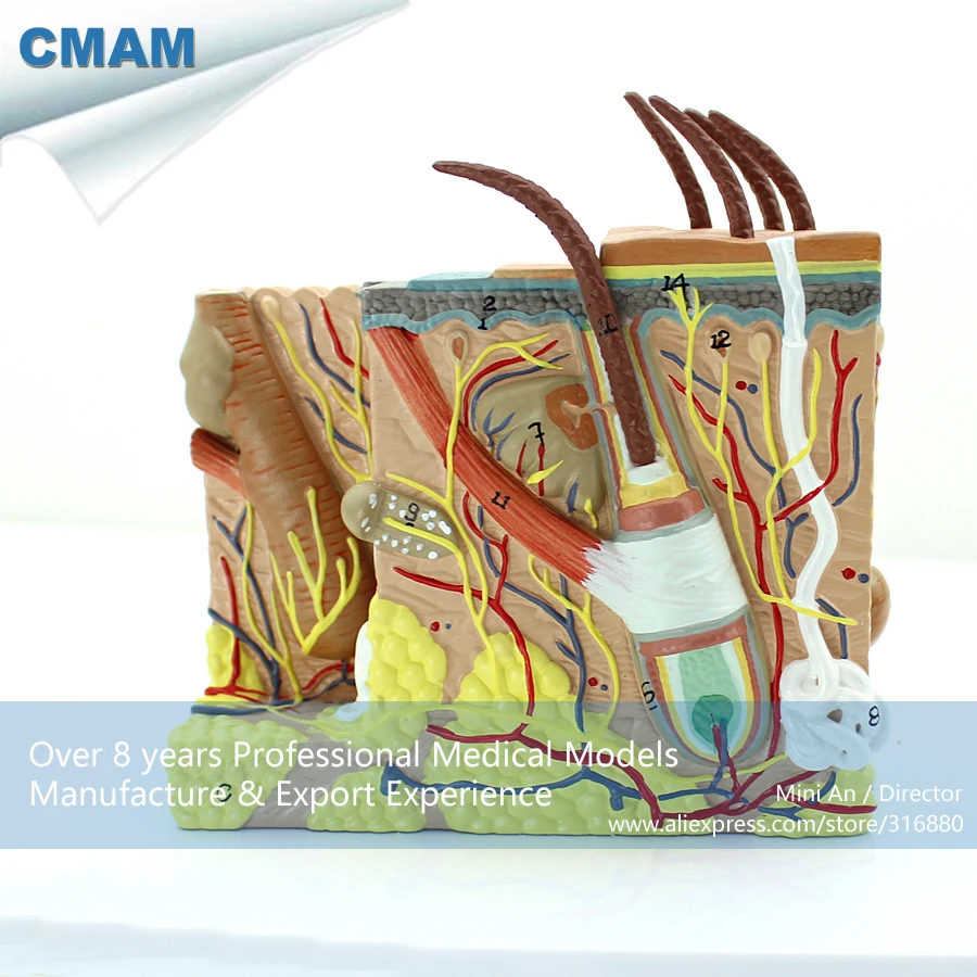 12531 CMAM-SKIN02 Anatomical Human Skin Cross Section Block Model 35x ...