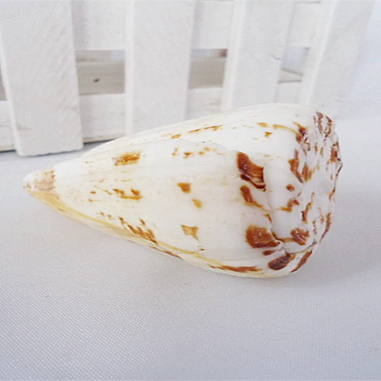 Hot sale Corn Snails Natural Conch Listens to the Sound of the Sea ...