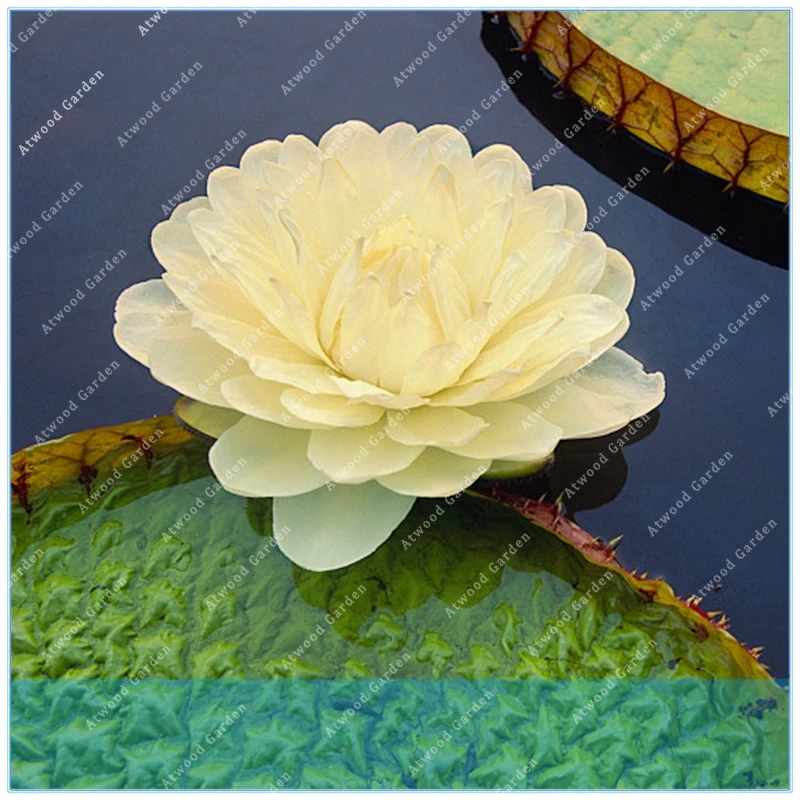 ZLKING 5pcs huge Victoria amazonica Lotus Flower Lotus Hydroponic ...